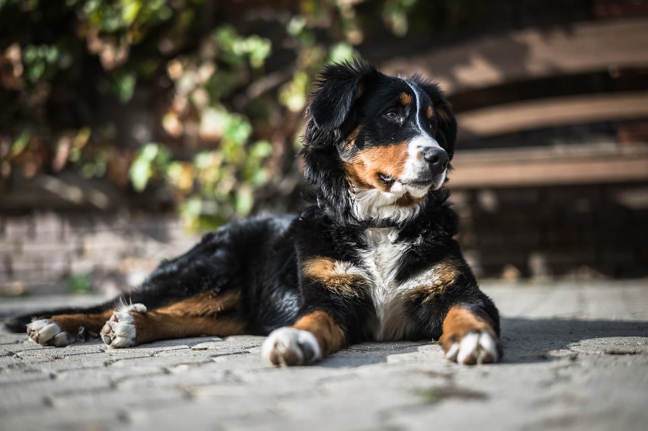 Berner Sennenhund ☀️ » Rasseportrait, Wesen / Charakter, Züchter