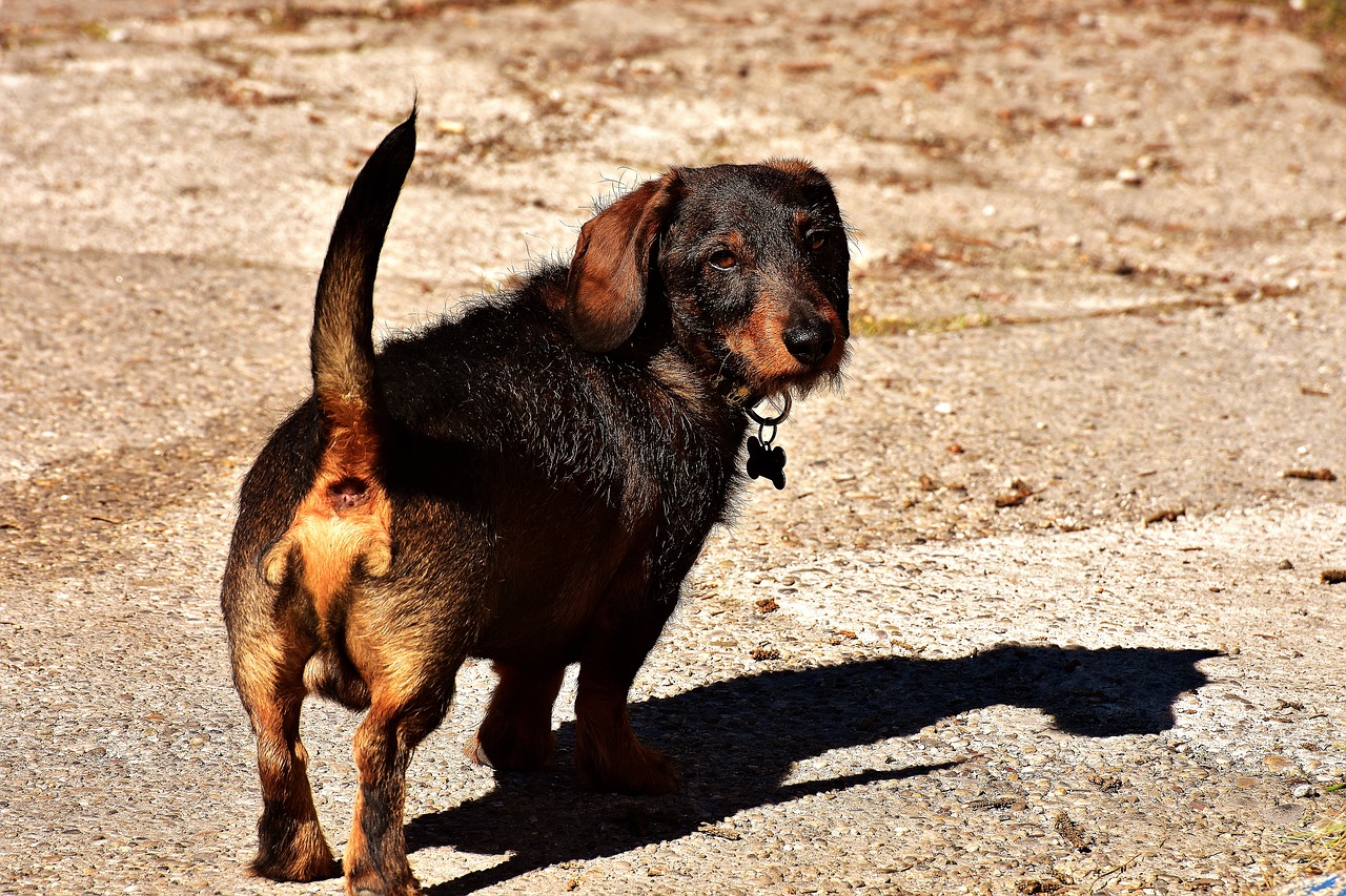 Rauhaardackel ☀️ » Rasseportrait, Wesen / Charakter, Züchter