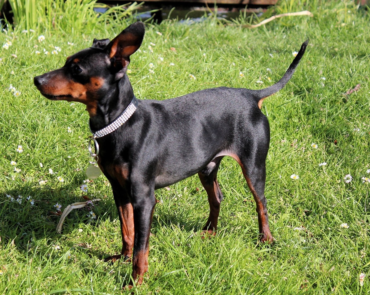 Zwergpinscher: Rasseportrait, Wesen / Charakter, Züchter » 🥇