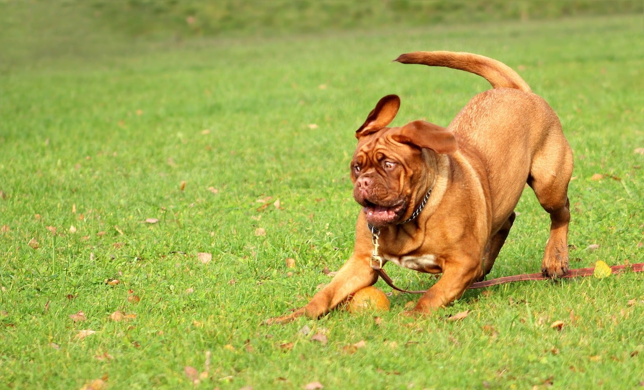 Bordeaux Dogge ☀️ » Rasseportrait, Wesen / Charakter, Züchter