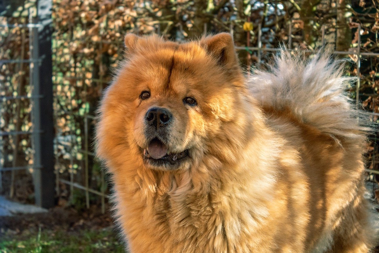 Chow-Chow ☀️ » Rasseportrait, Wesen / Charakter, Züchter
