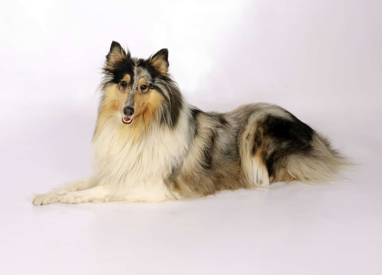 Collie ☀️ » Rasseportrait, Wesen / Charakter, Züchter