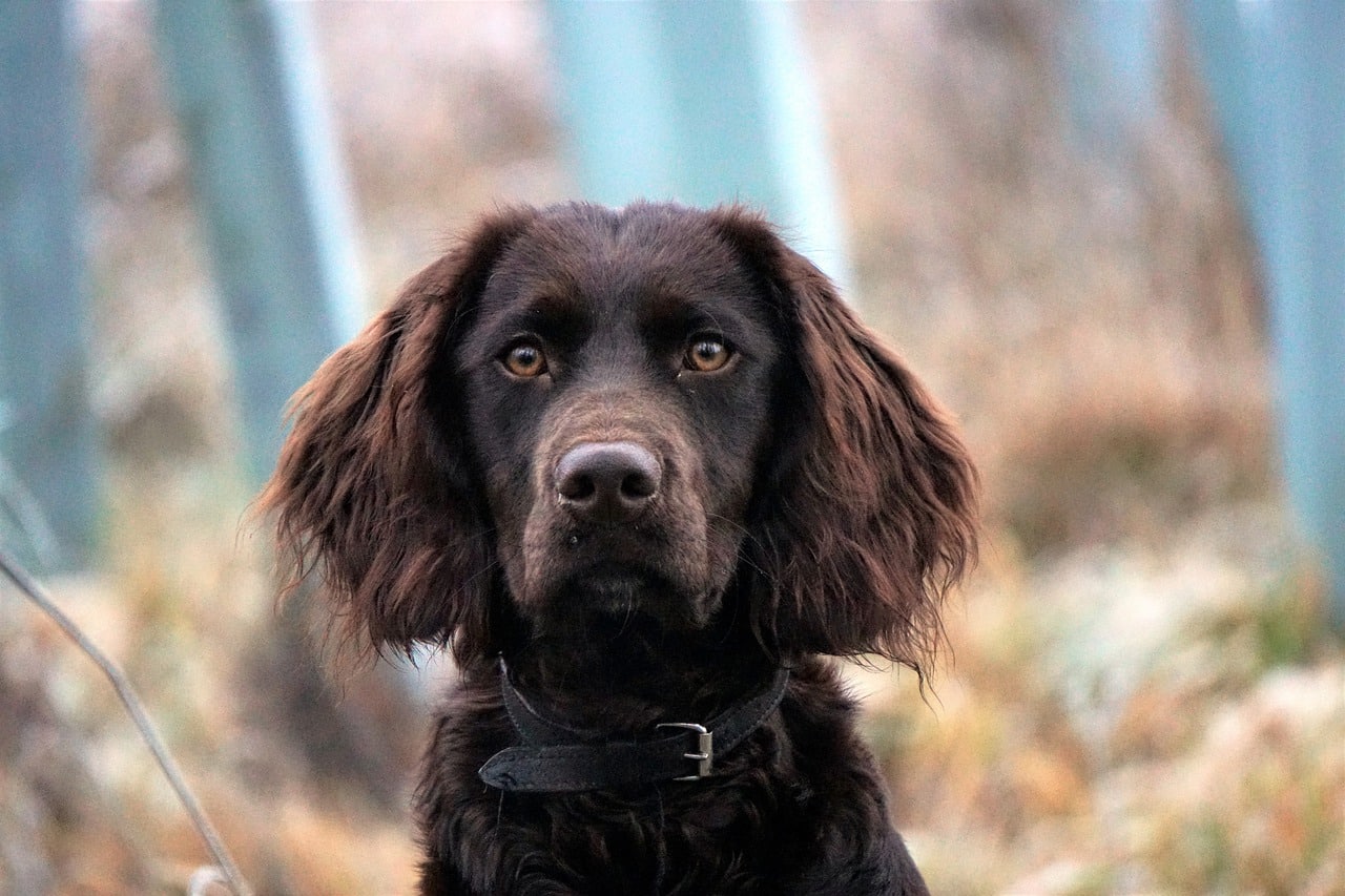 Deutscher Wachtelhund ☀️ » Rasseportrait, Wesen / Charakter, Züchter