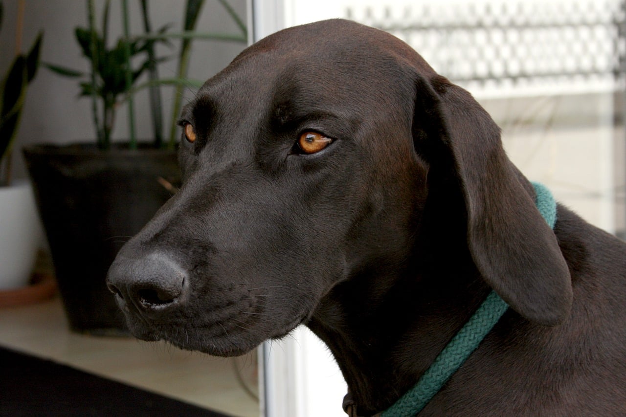 Magyar Vizsla ☀️ » Rasseportrait, Wesen / Charakter, Züchter