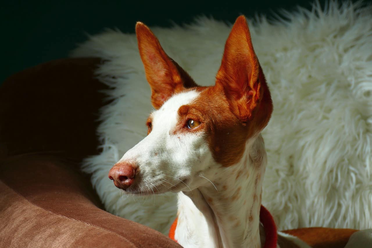Podenco ☀️ » Rasseportrait, Wesen / Charakter, Züchter