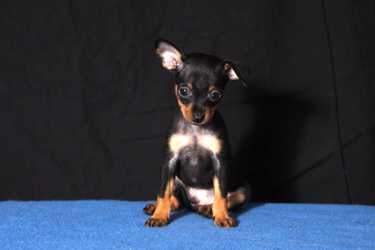 Russkiy Toy ☀️ » Rasseportrait, Wesen / Charakter, Züchter