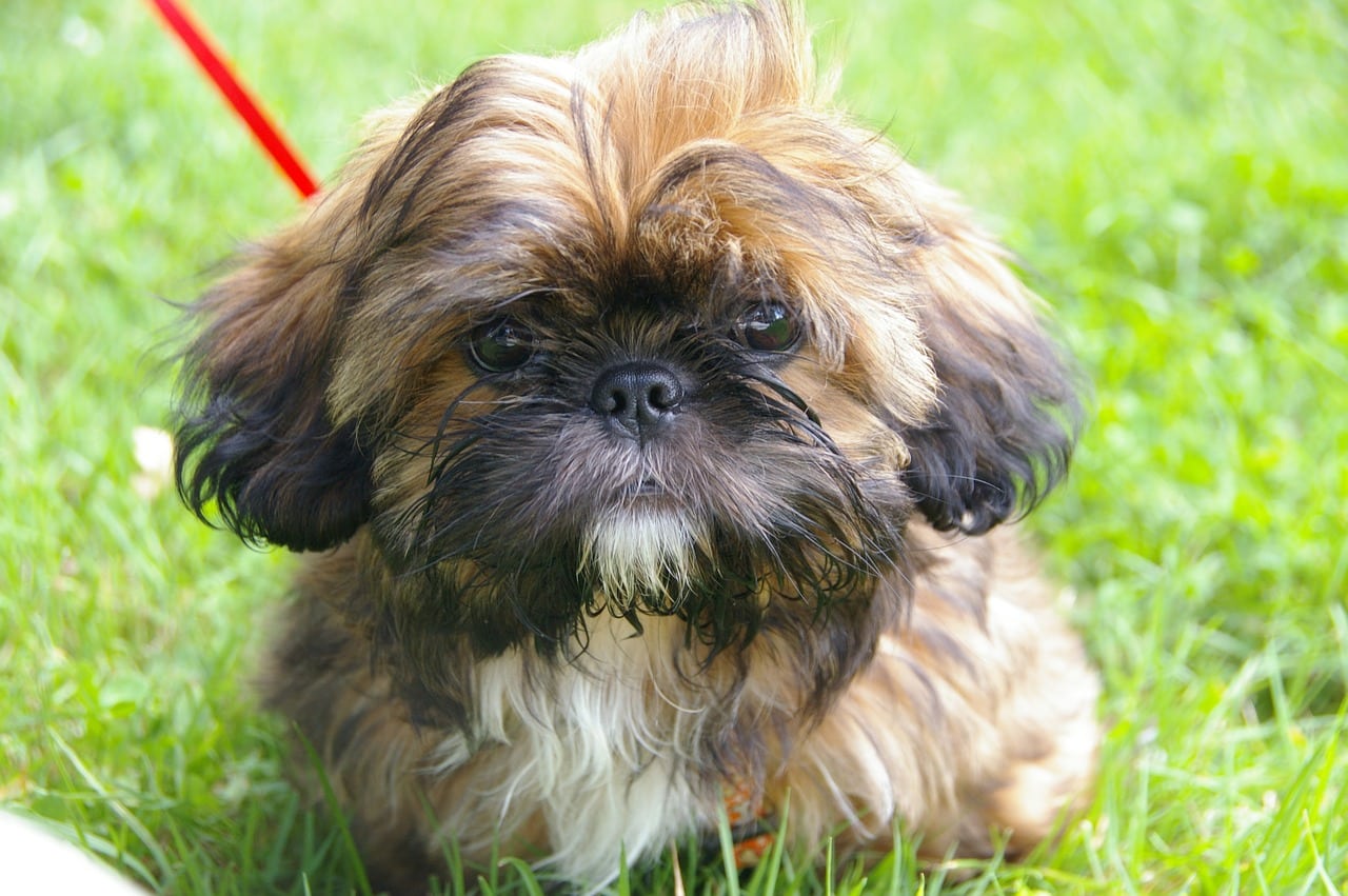 Shih Tzu ☀️ » Rasseportrait, Wesen / Charakter, Züchter