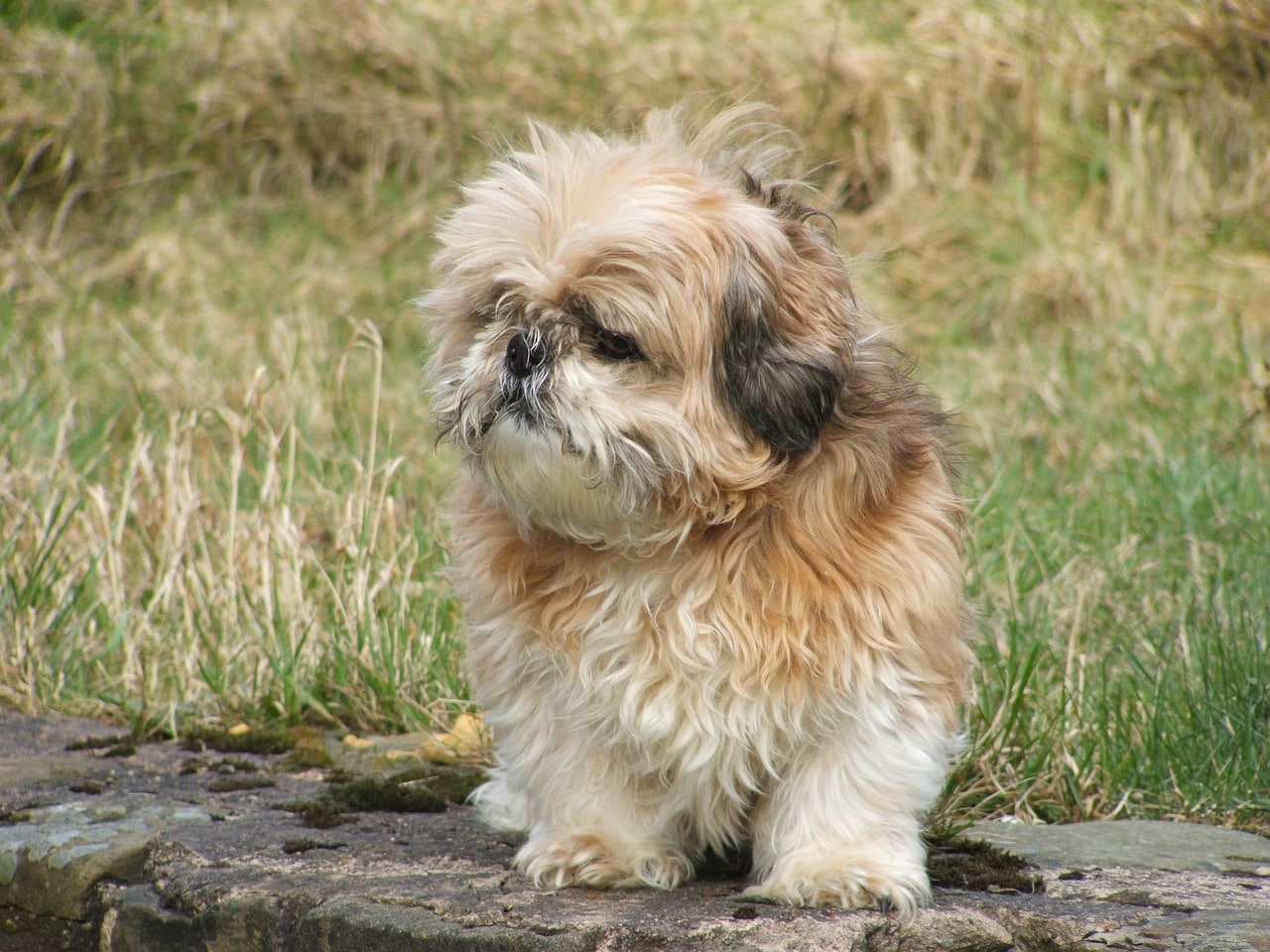 Shih Tzu: Rasseportrait, Wesen / Charakter, Züchter » 🥇